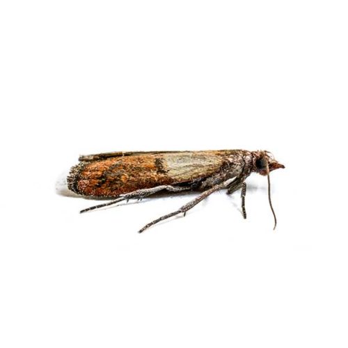 Indian Meal Moth Identification & Behavior - Indian Meal Moth Control