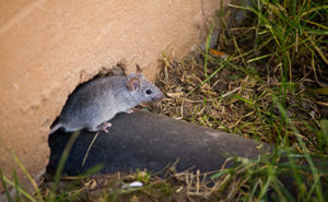 Rodent Control - Rentokil - Las Vegas and Henderson